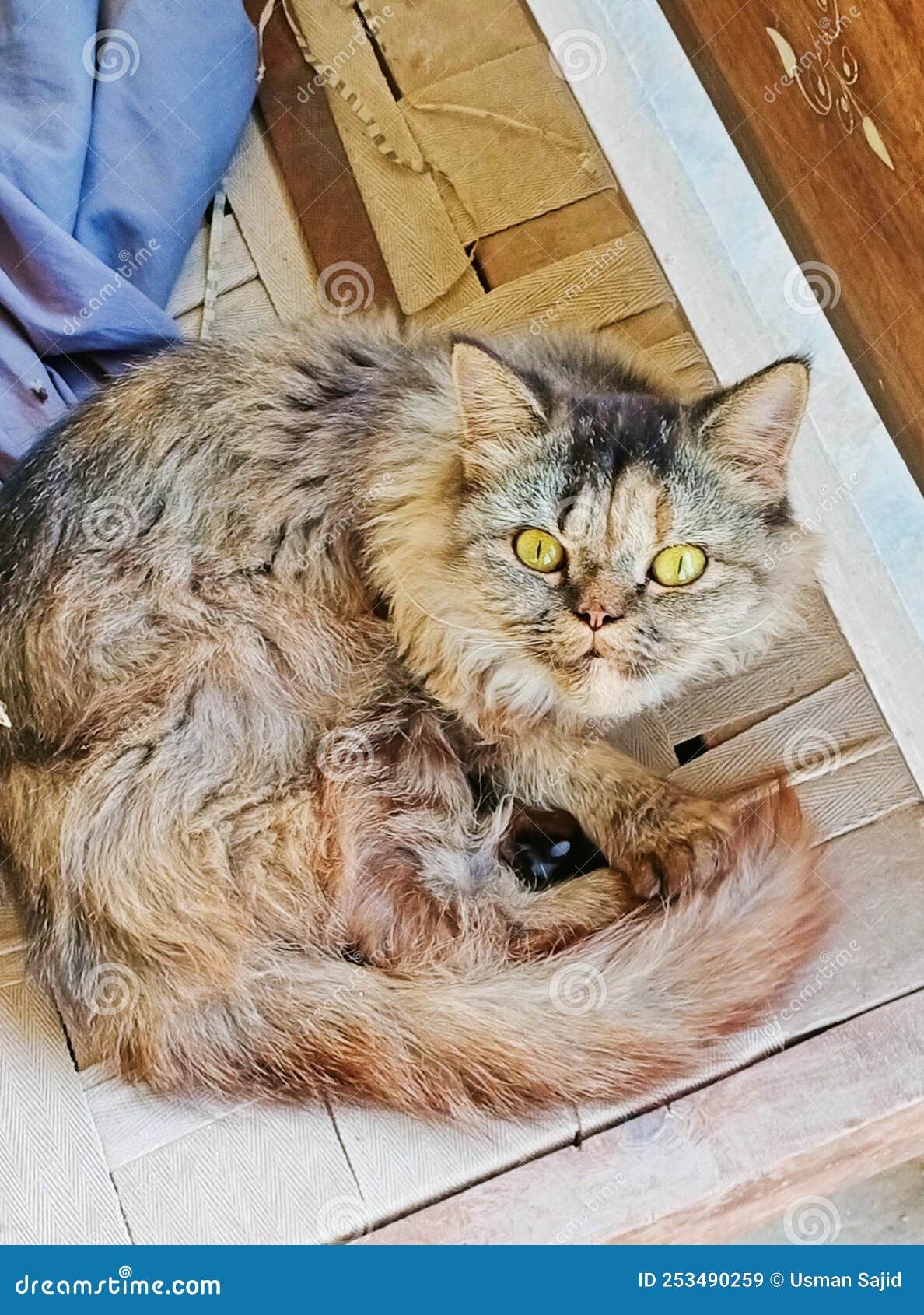 Angry Cat Trying To Hurt You Stock Image - Image of wildcat, angry ...