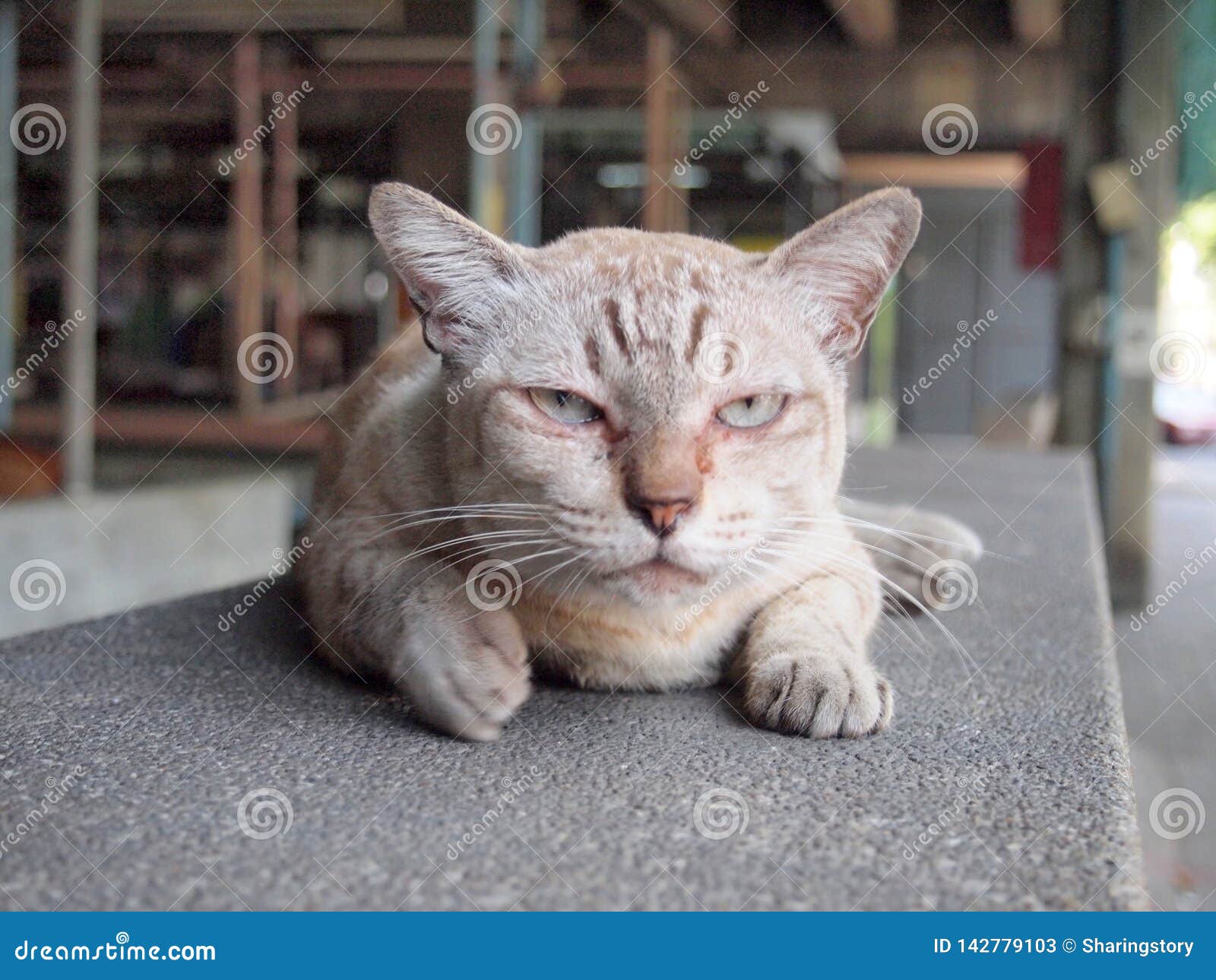 Angry cat with unhappy stock image. Image of animal - 142779103