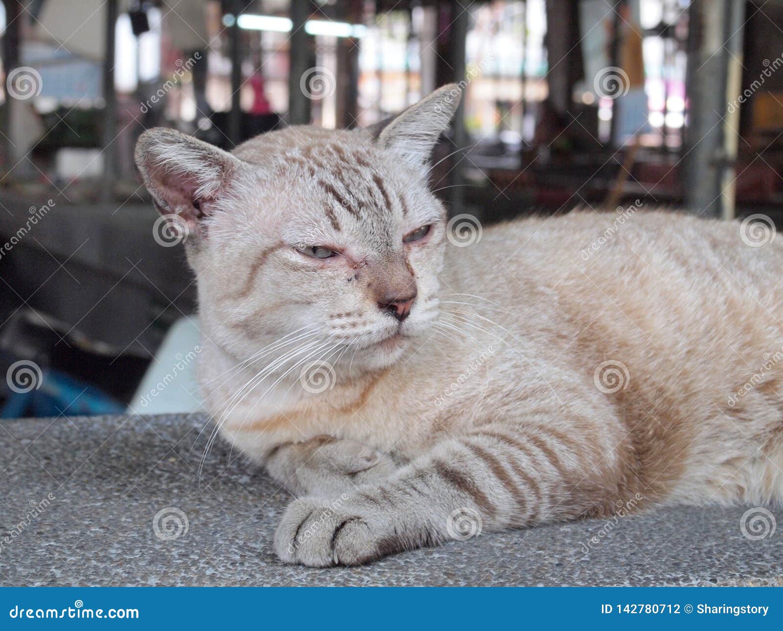 Angry cat with unhappy stock photo. Image of animal - 142780712