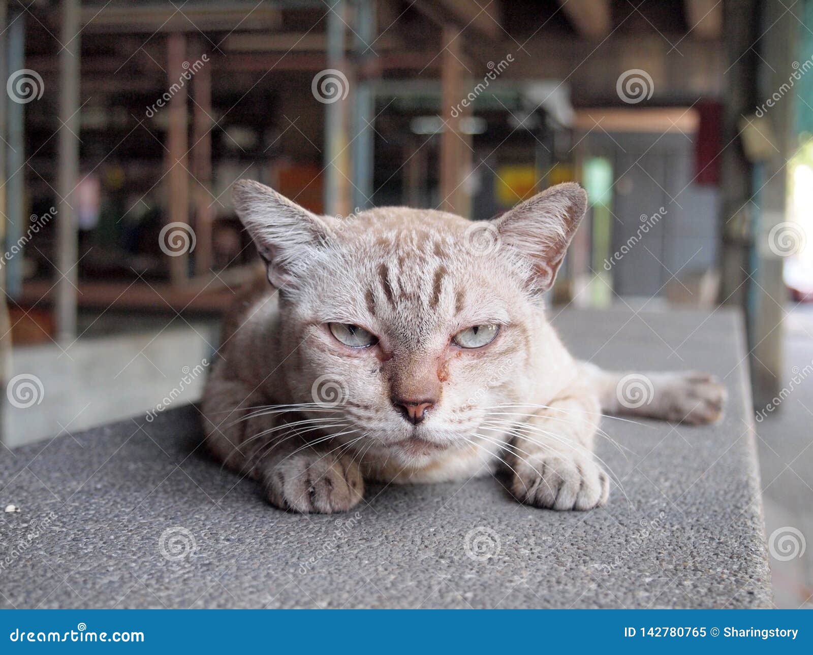 Angry cat with unhappy stock image. Image of indoor - 142780765