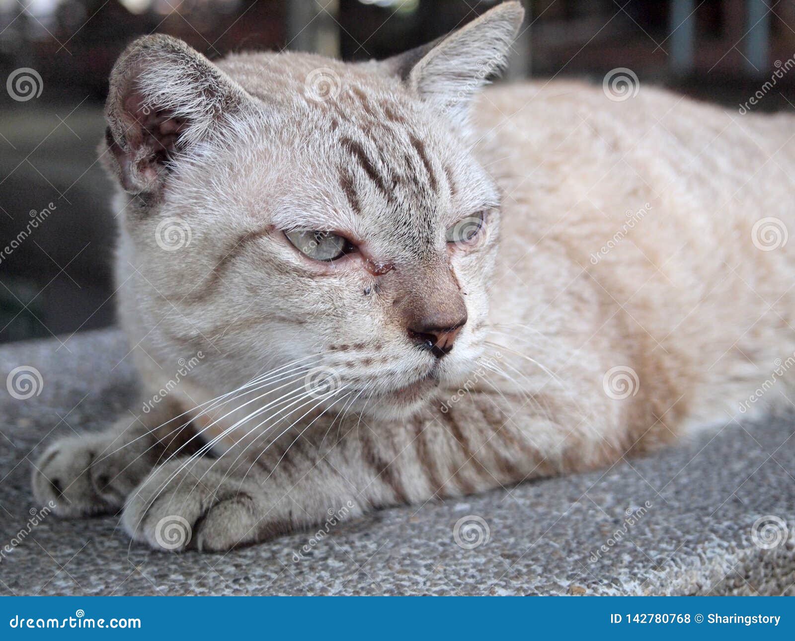 Angry cat with unhappy stock photo. Image of portrait - 142780768