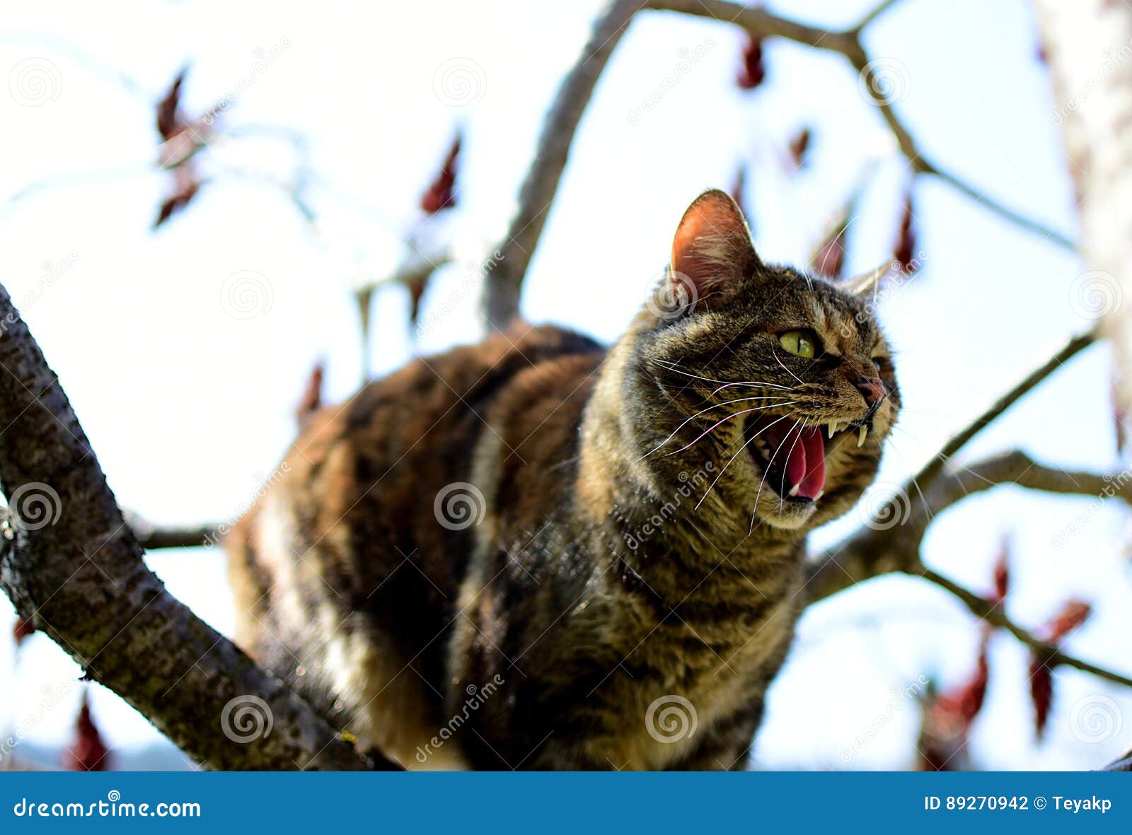 Angry cat stock photo. Image of branches, beautiful, domestic - 89270942