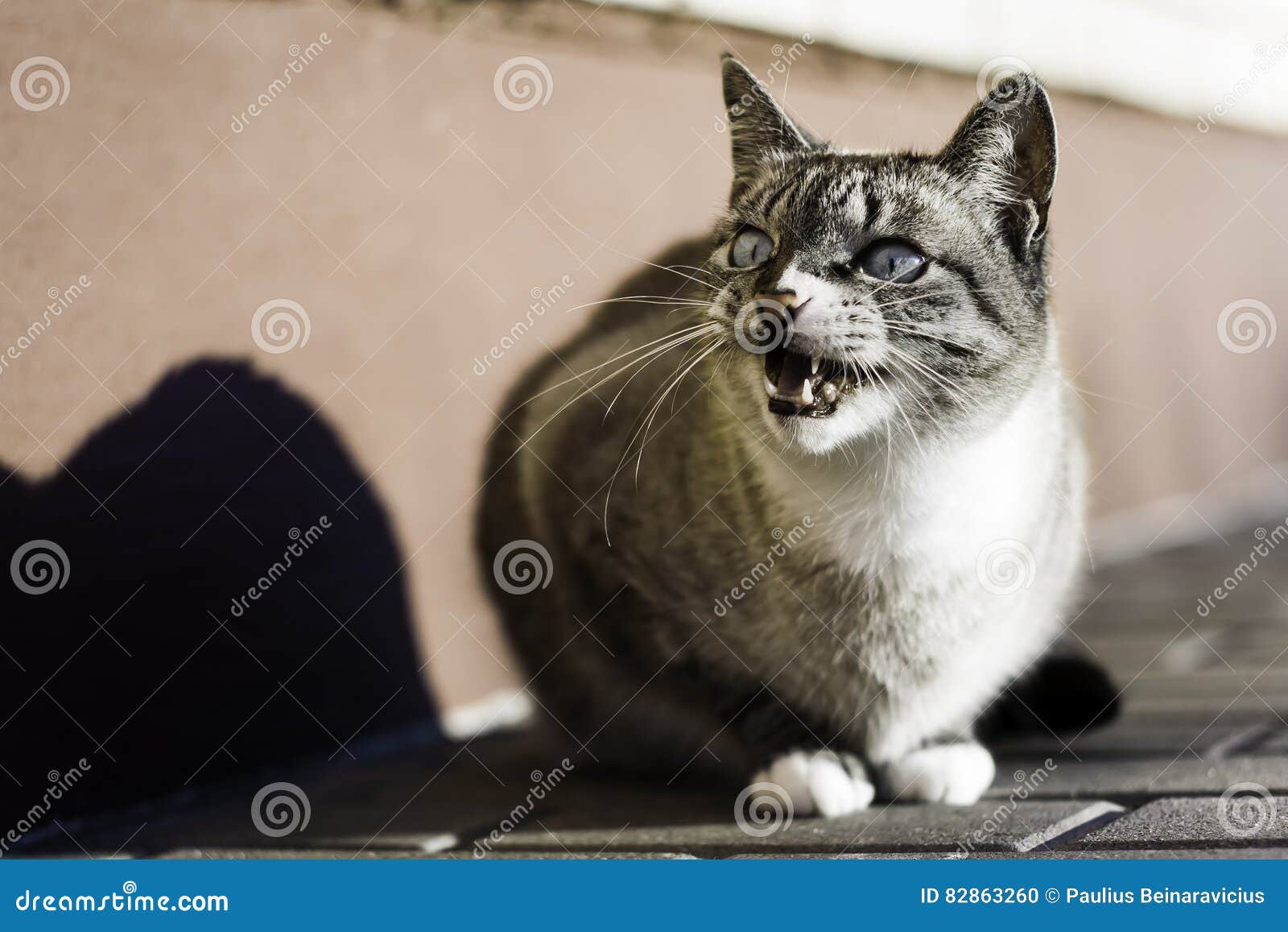 Angry cat stock photo. Image of animal, nature, grey - 82863260