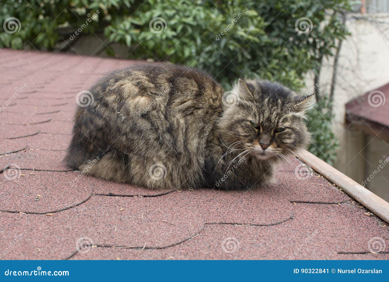 Angry cat stock image. Image of tile, angry, wait, street - 90322841