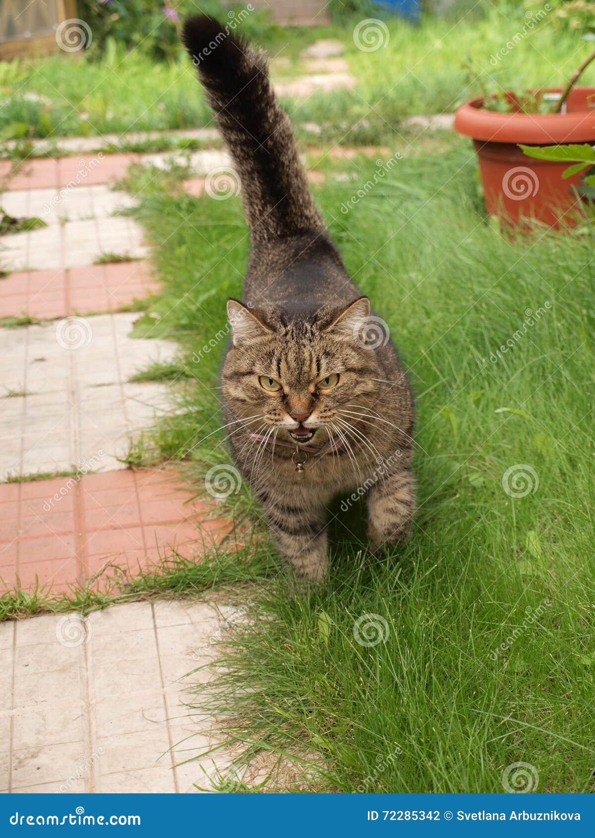 Angry cat stock photo. Image of kitty, animal, grumpy - 72285342
