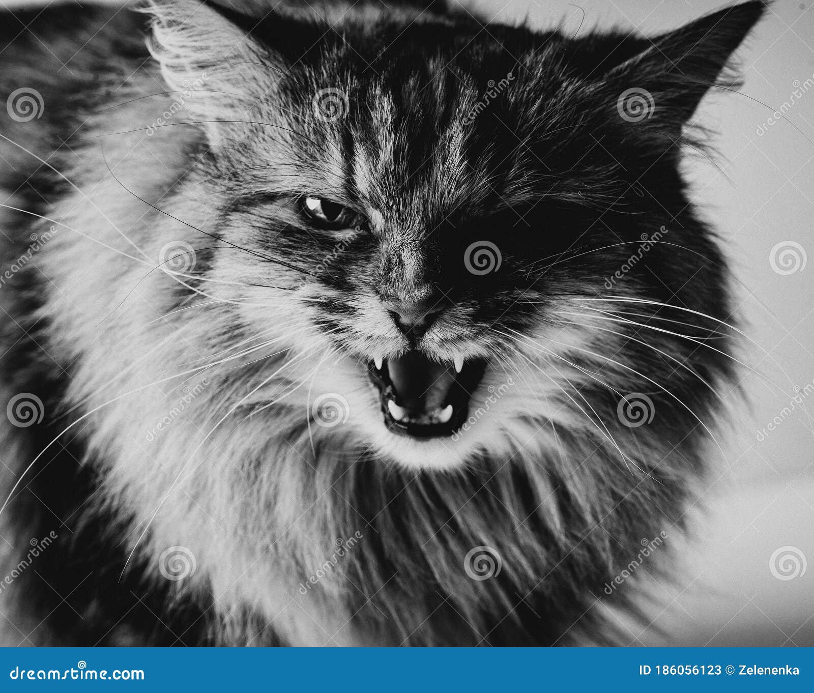 Angry Cat On White Background Royalty-Free Stock Photography ...