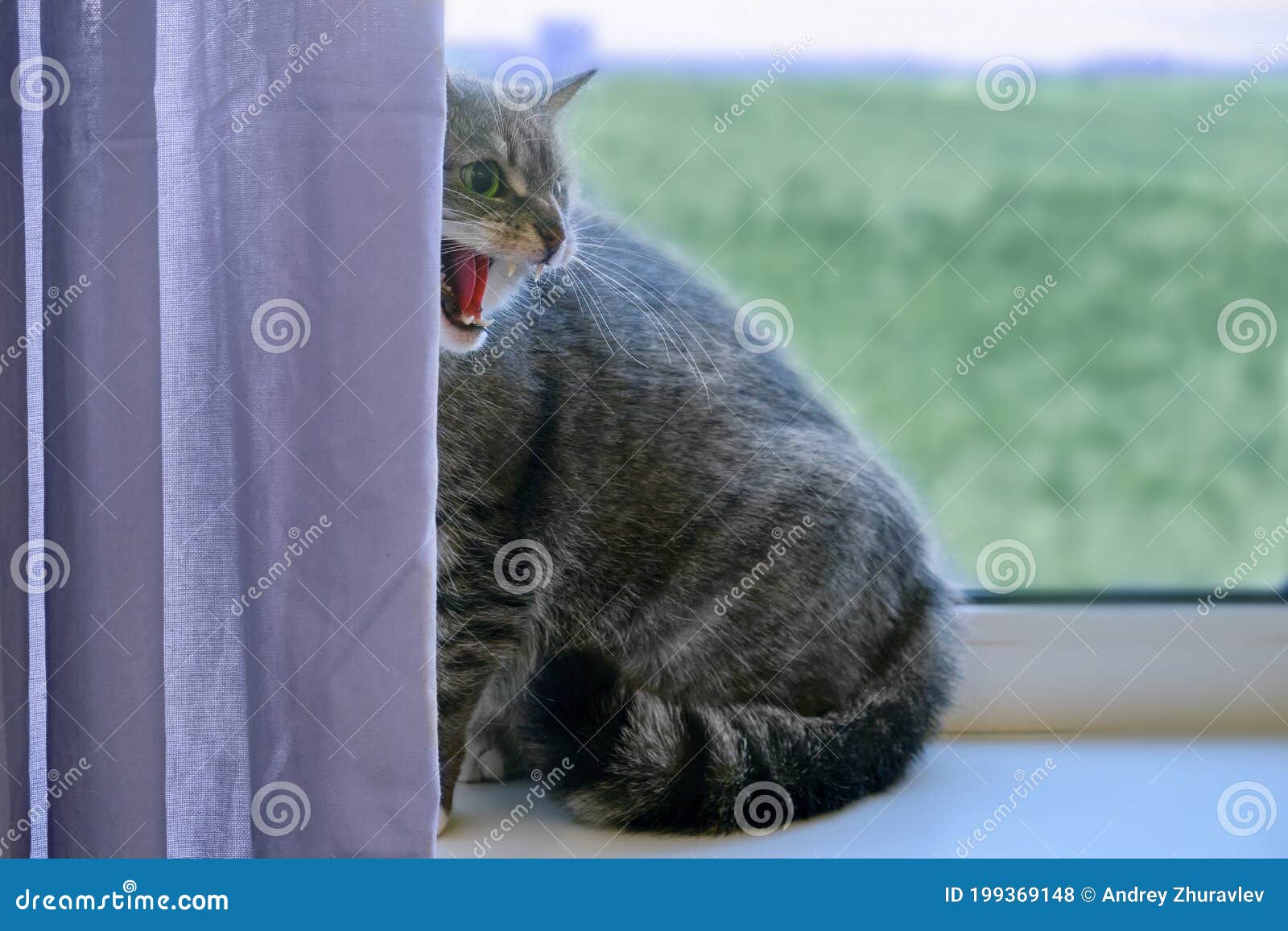 Angry Cat on Window Background Hisses Showing Teeth, Copy Space Stock ...