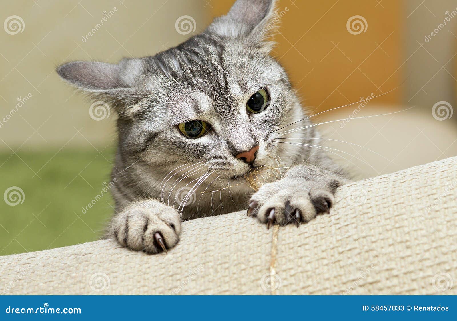 Angry cat stock image. Image of nice, young, playing - 58457033