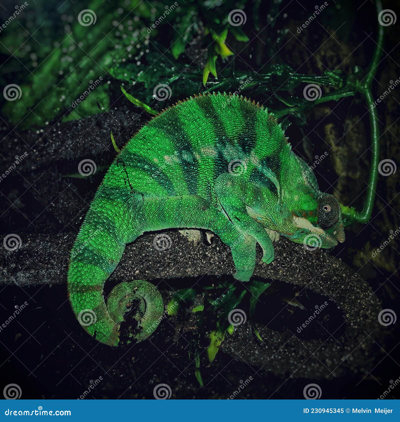 Angry Chameleon in the Night Stock Image - Image of nature, darkness ...