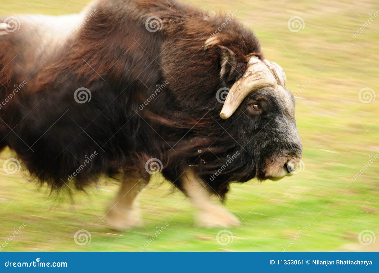 Angry charging bull stock image. Image of wool, movement - 11353061