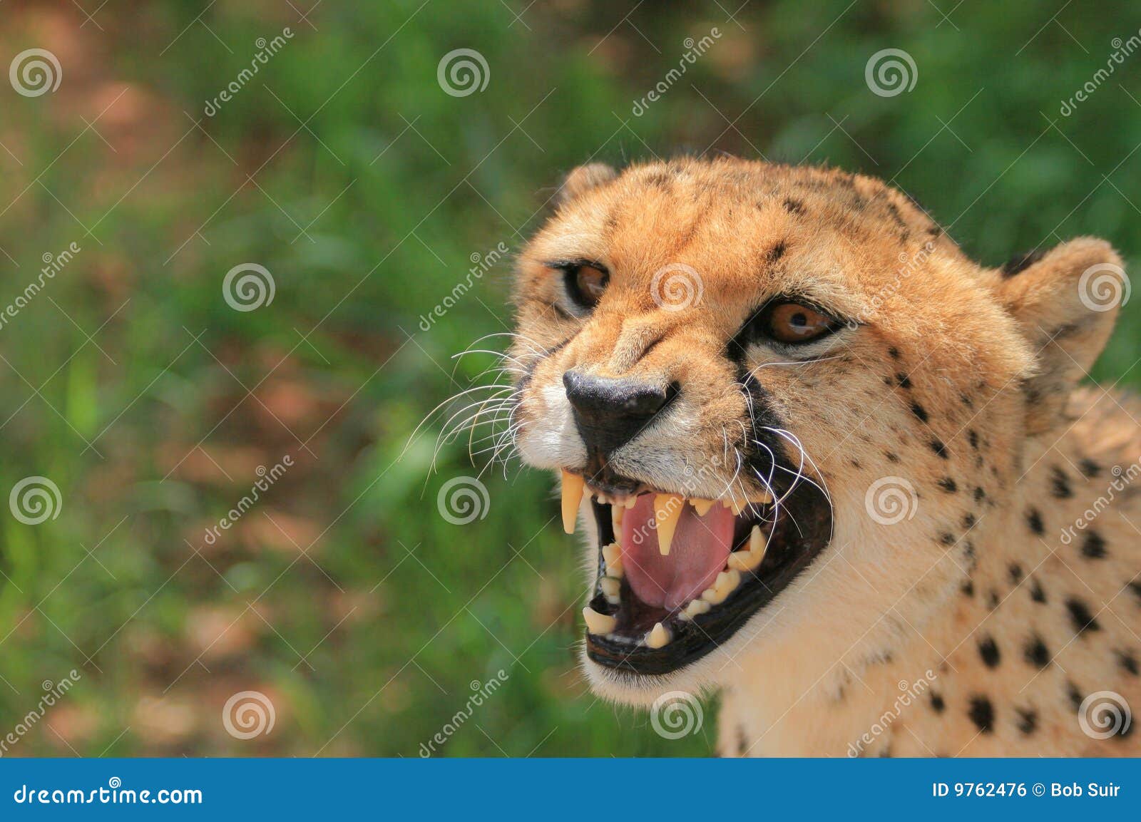 Cheetah Hissing