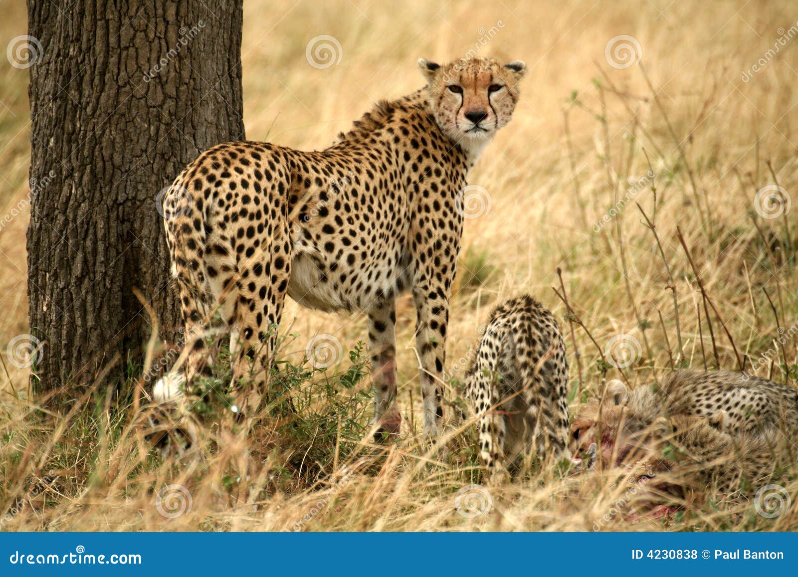 Angry cheetah with cubs stock photo. Image of jubatus - 4230838