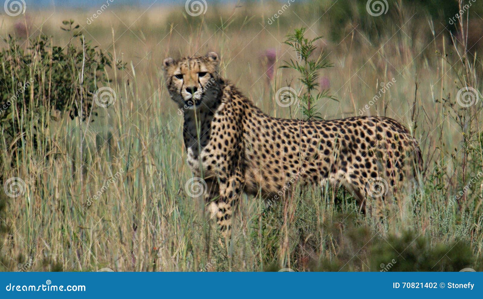Angry cheetah in nature stock photo. Image of nature - 70821402