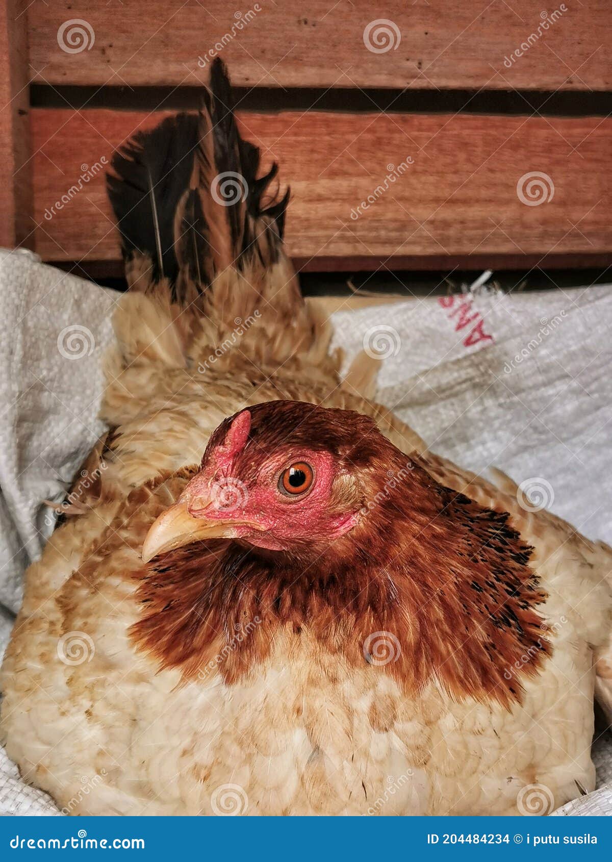 The angry chicken stock photo. Image of travel, angry - 204484234