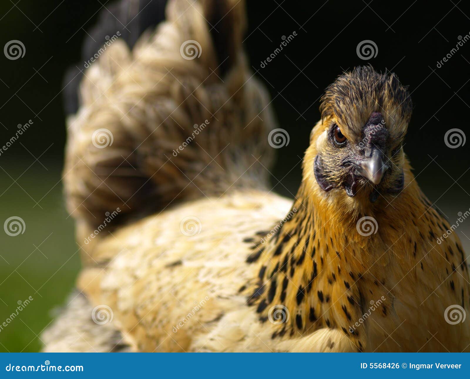 Angry Chicken Royalty Free Stock Image - Image: 5568426