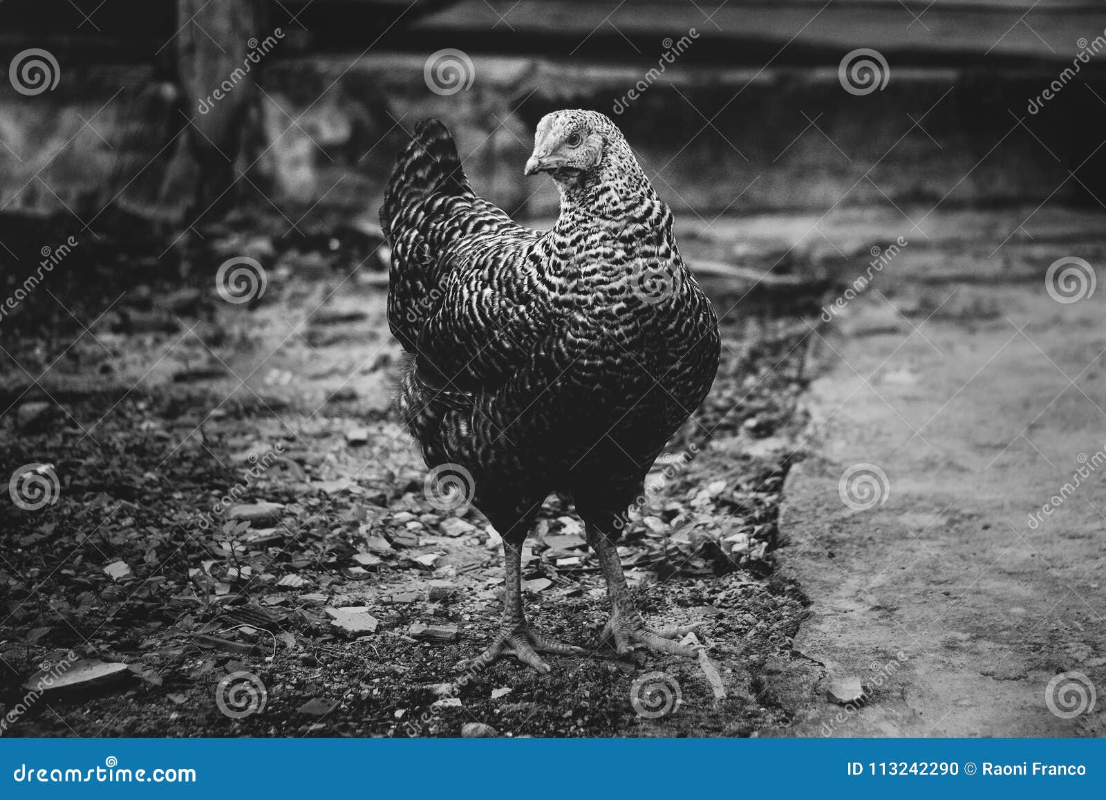 Angry Chicken in the Backyard Stock Photo - Image of angry, abandoned ...