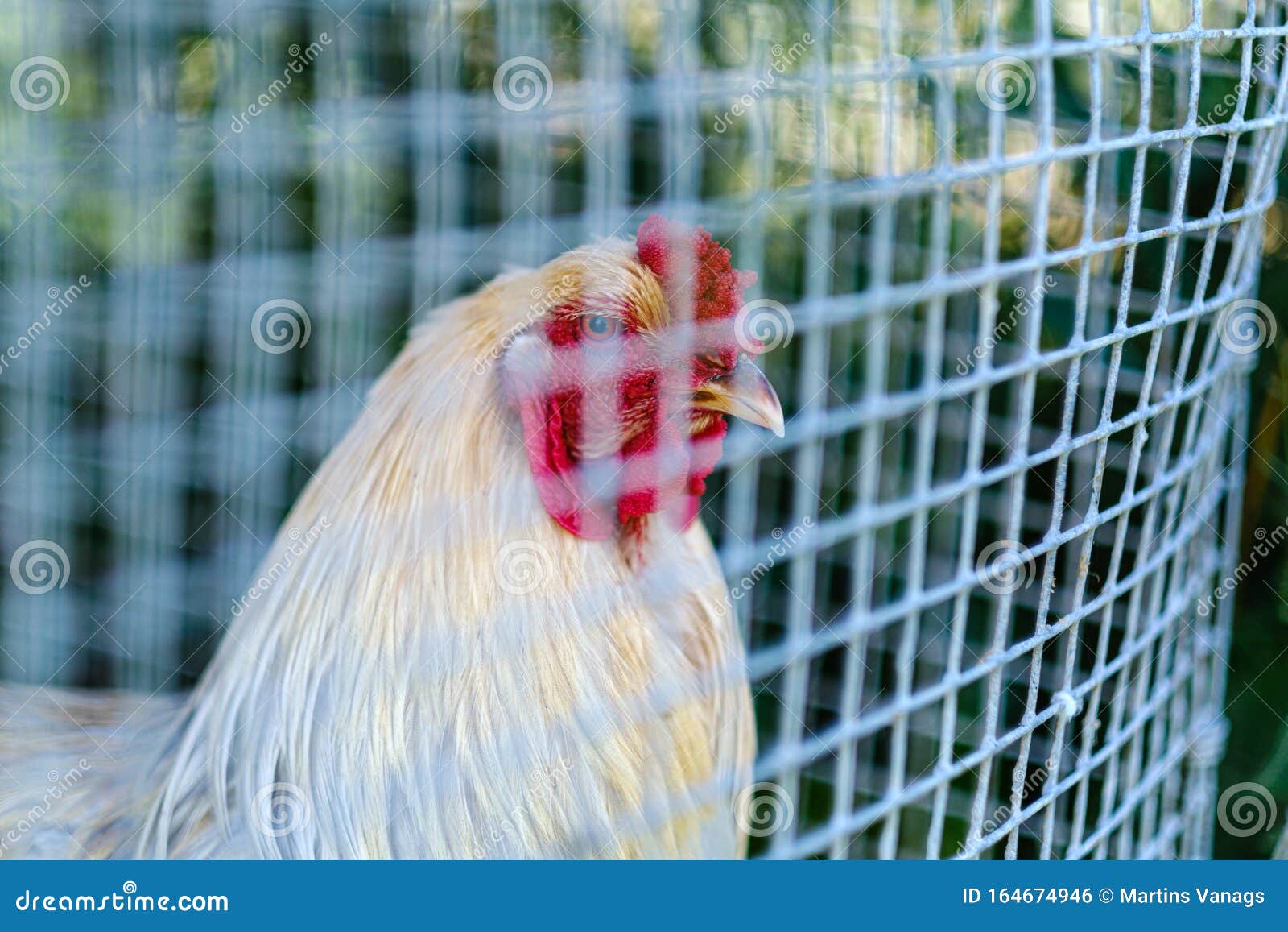 Angry Chicken Stock Photo | CartoonDealer.com #5568426