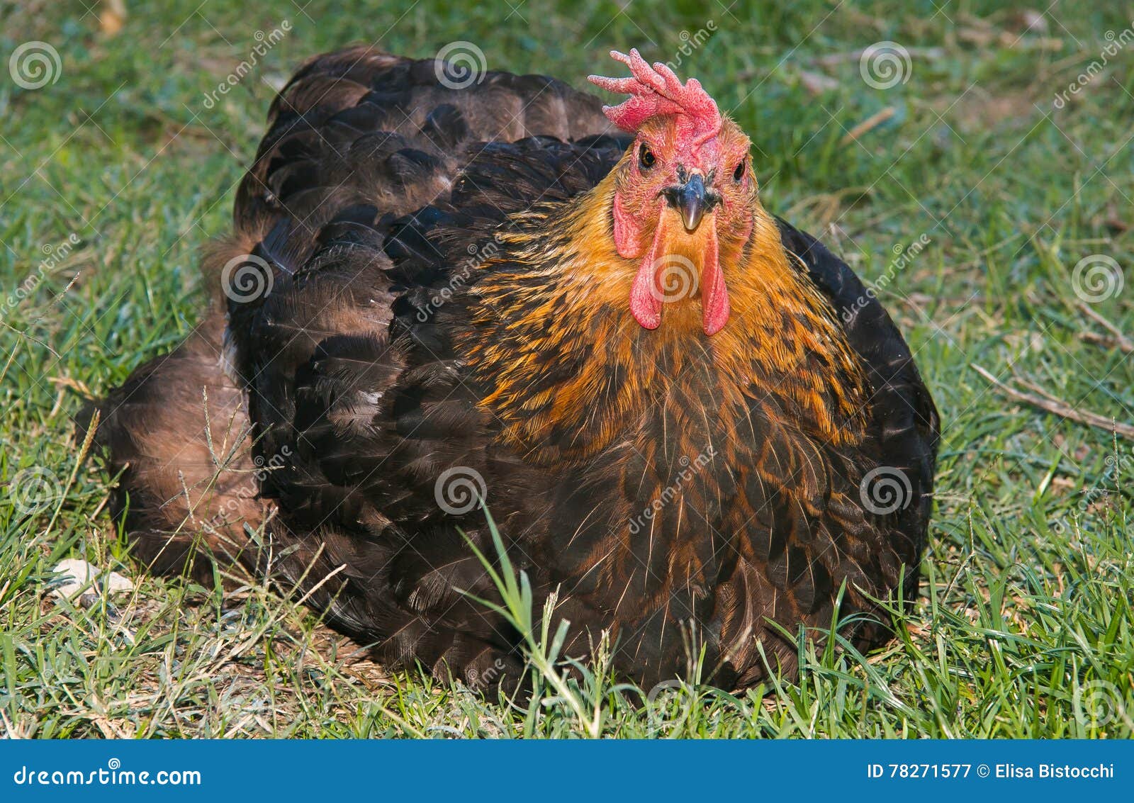 Angry chicken in the farm stock image. Image of fowl - 78271577