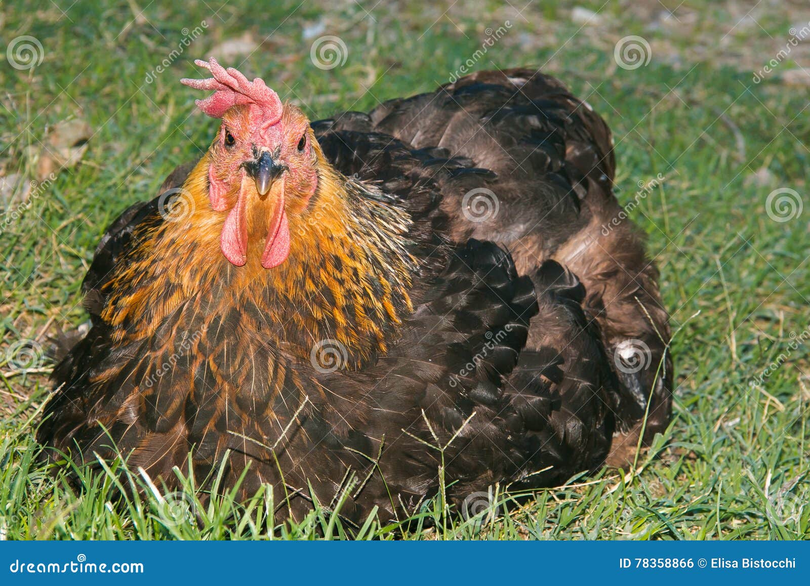 Angry chicken in the farm stock photo. Image of livestock - 78358866