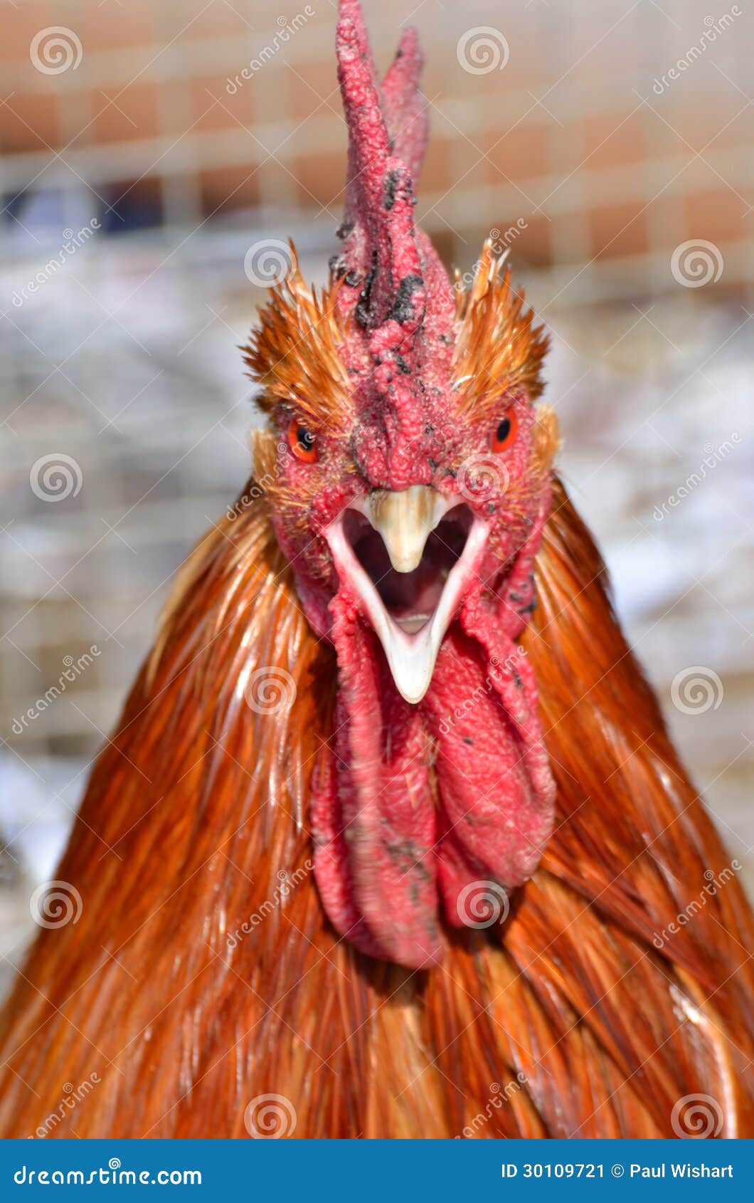 Angry Bird stock image. Image of angry, freerange, beak - 30109721