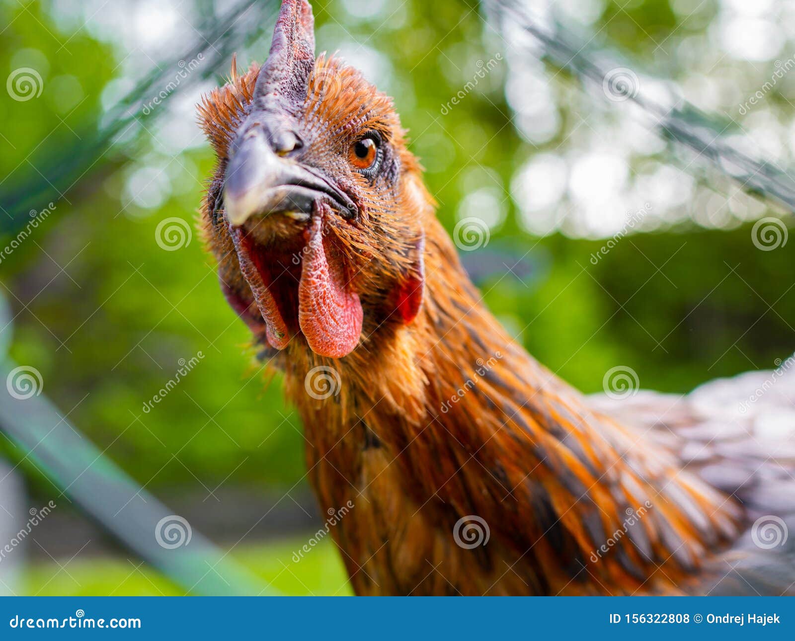 Angry chicken portrait stock photo. Image of female - 156322808