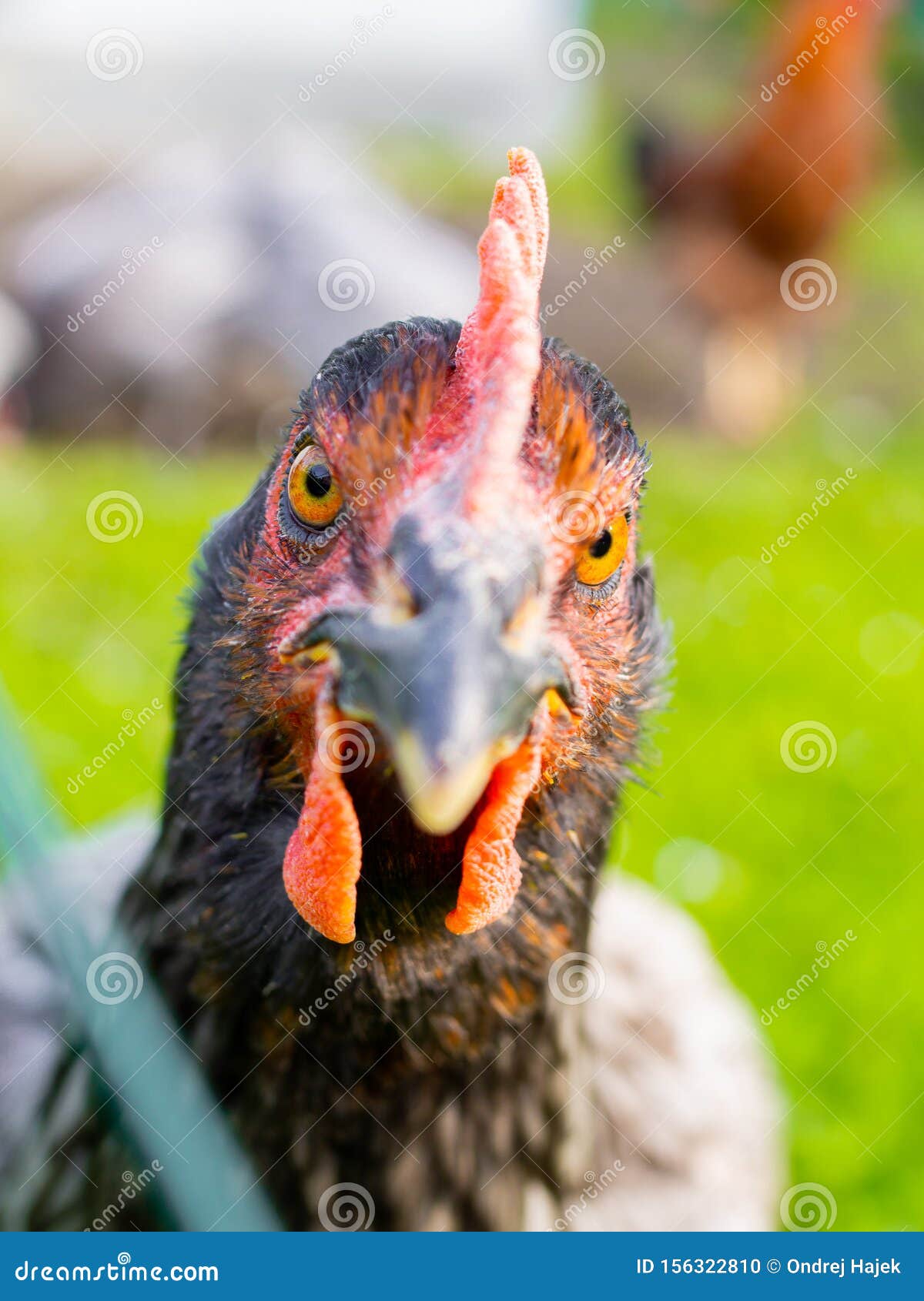 Angry chicken portrait stock photo. Image of chicken - 156322810