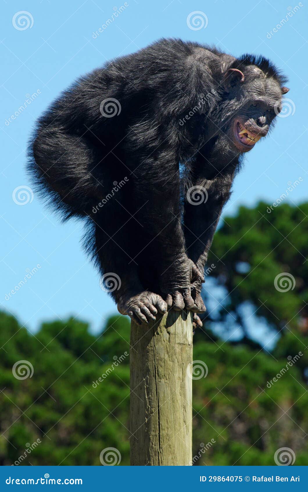 Chimpanzee stock image. Image of species, metal, jungle - 29864075