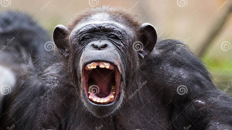 Angry chimpanzee yelling stock image. Image of gesture - 80623097