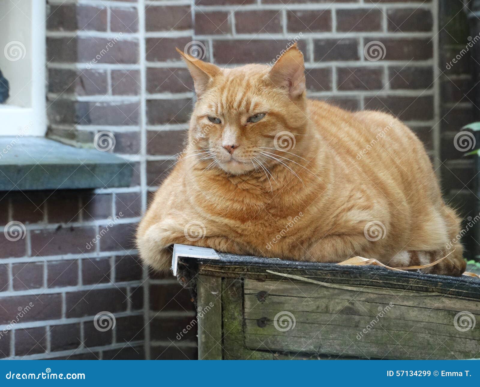 Funny angry fat cat stock image. Image of daylight, agitated - 57134299