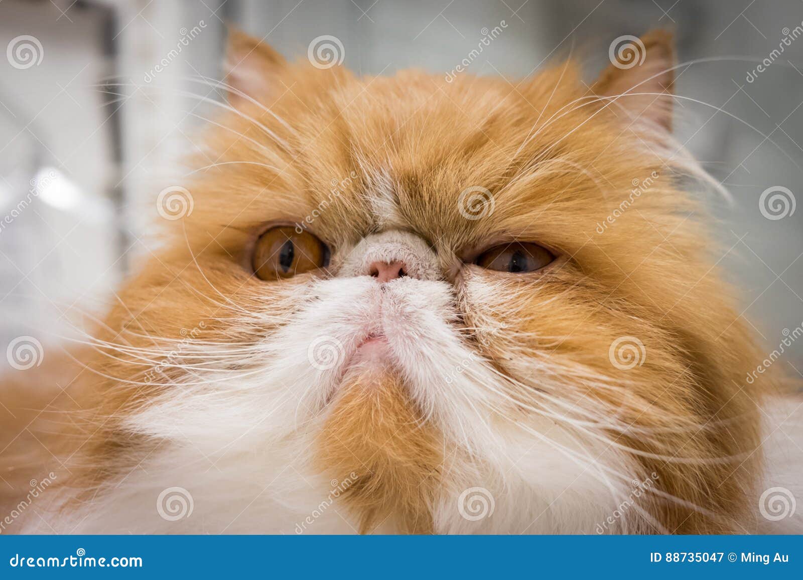 Angry Closeup Cat Portrait stock image. Image of long - 88735047