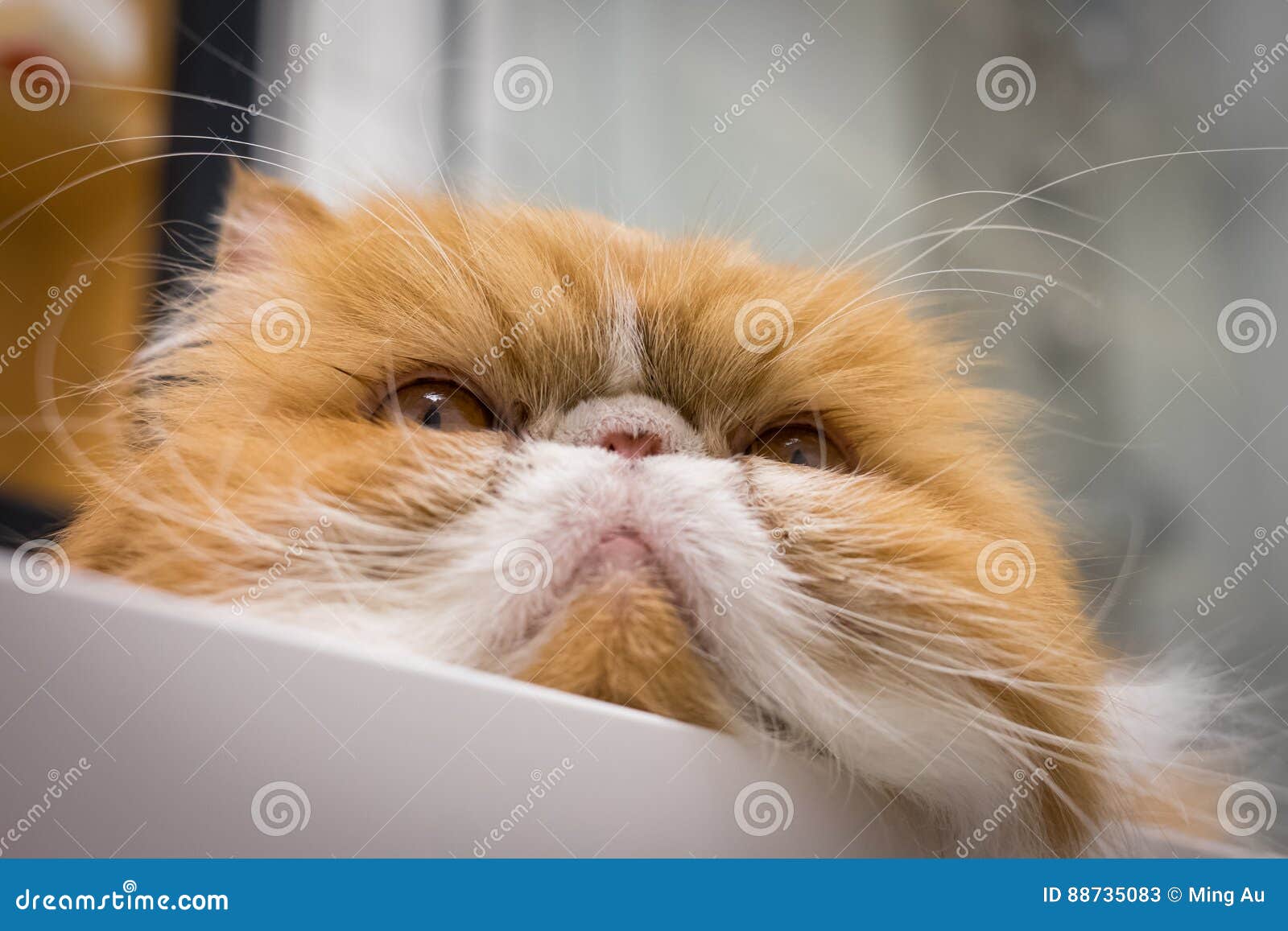 Angry Closeup Cat Portrait stock image. Image of lying - 88735083