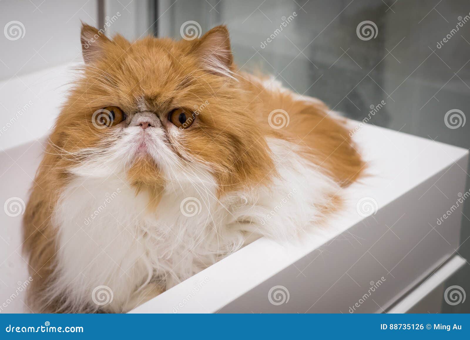 Angry Closeup Cat Portrait stock photo. Image of breed - 88735126