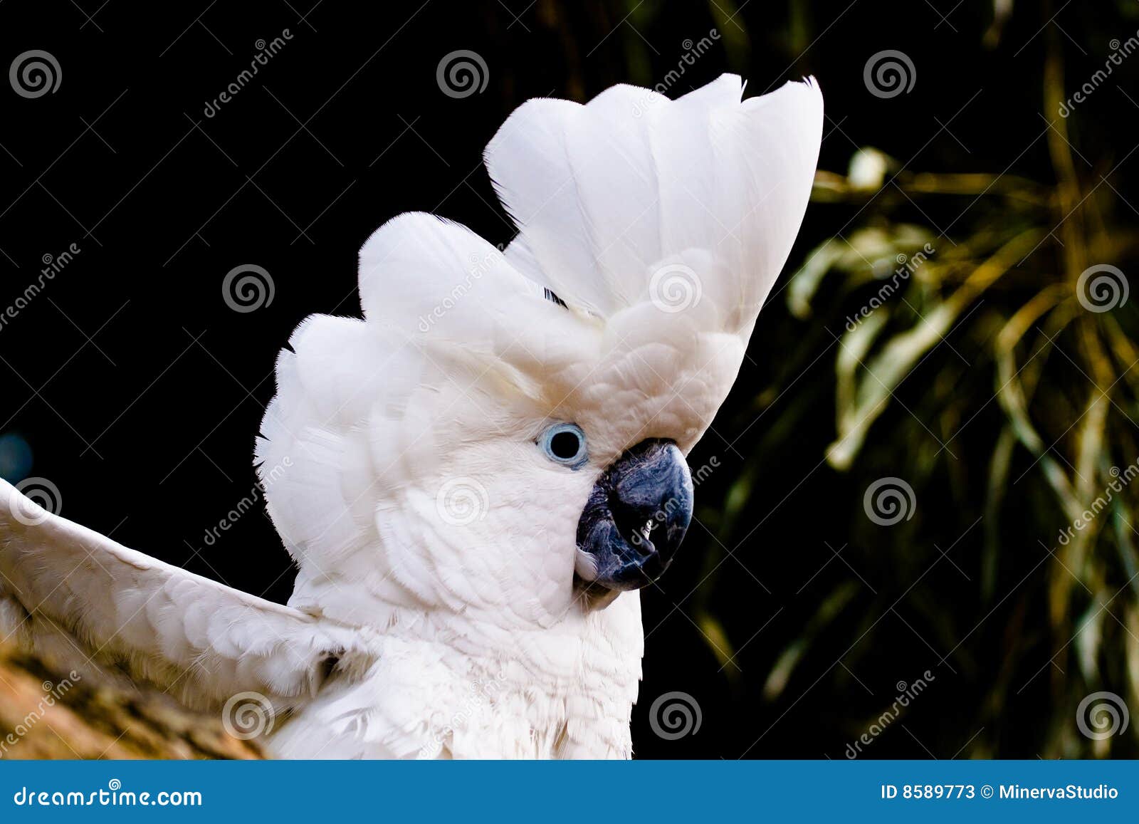 Angry Cockatoo stock image. Image of avian, excited, branch - 8589773