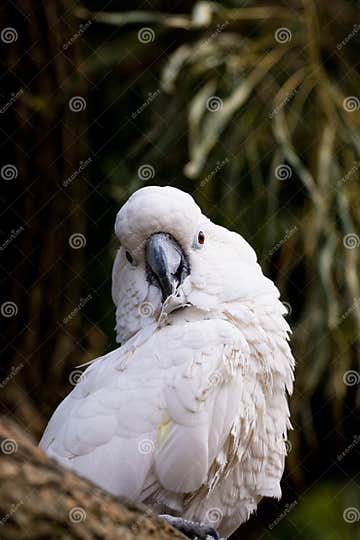 Angry Cockatoo stock image. Image of avian, foot, eating - 8590225