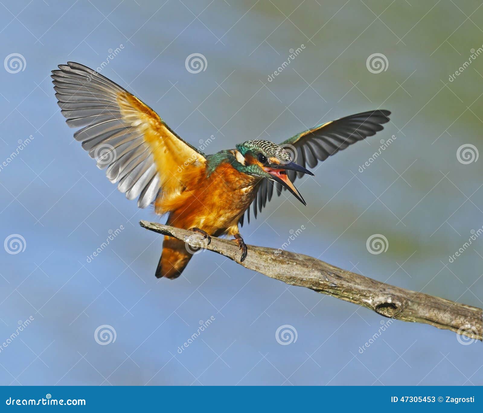 Angry Common Kingfisher Stock Photos - Free & Royalty-Free Stock Photos ...