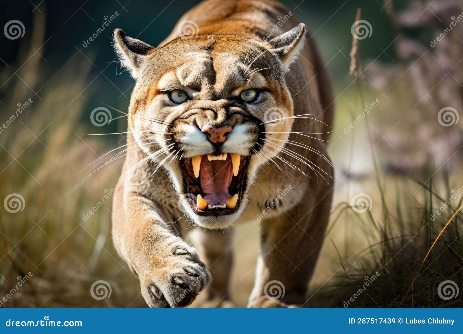 Angry Cougar Or Mountain Lion Hunts Its Prey Stock Image ...