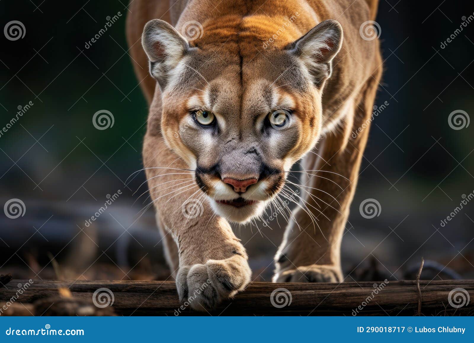 Angry Cougar Or Mountain Lion Hunts Its Prey Stock Image ...