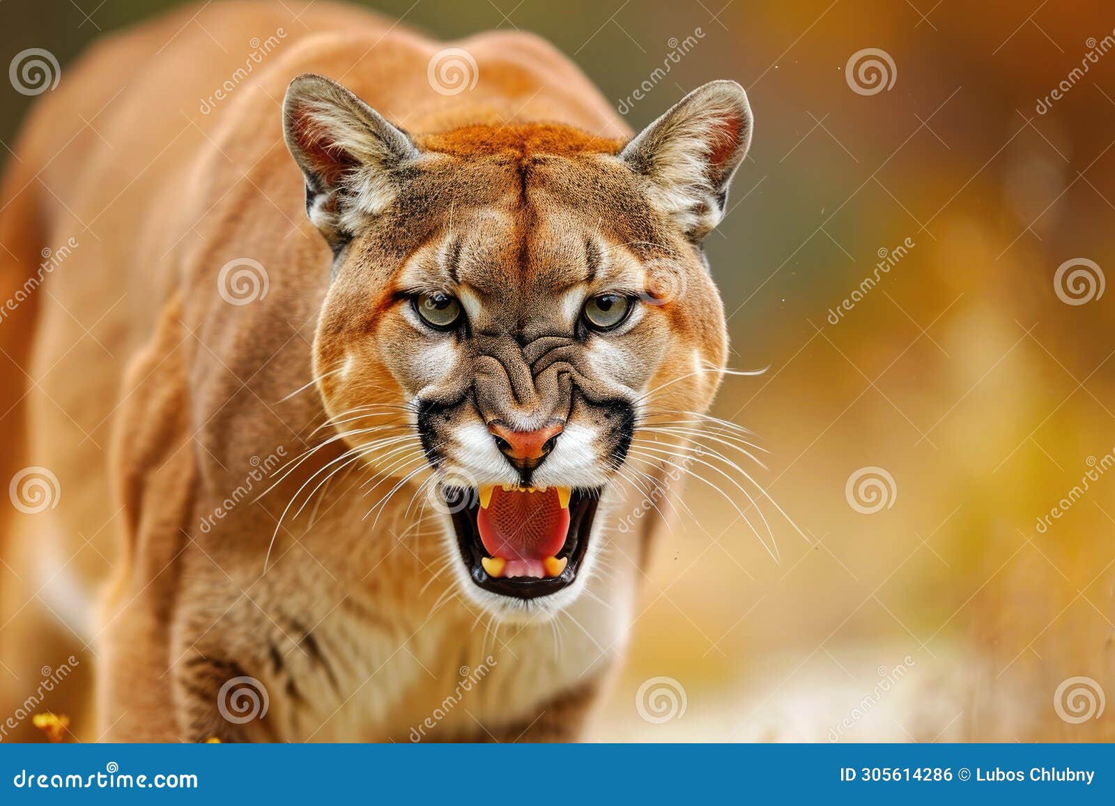 Angry Cougar Or Mountain Lion Hunts Its Prey Stock Image ...
