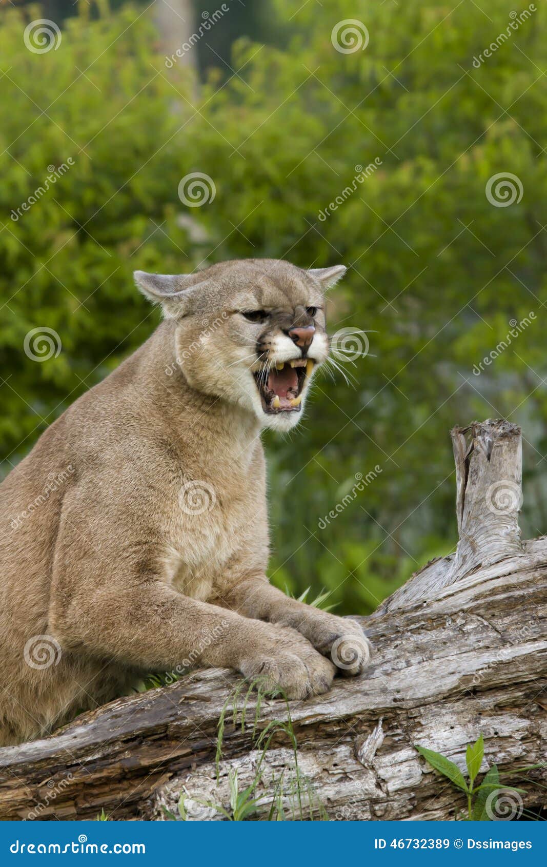 Angry Cougar stock image. Image of felidae, wild, threatening - 46732389