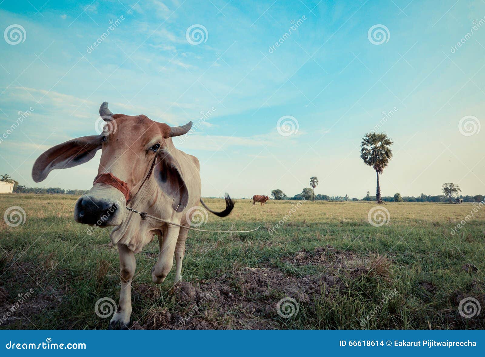 Angry cow stock photo. Image of angthong, chill, muang - 66618614
