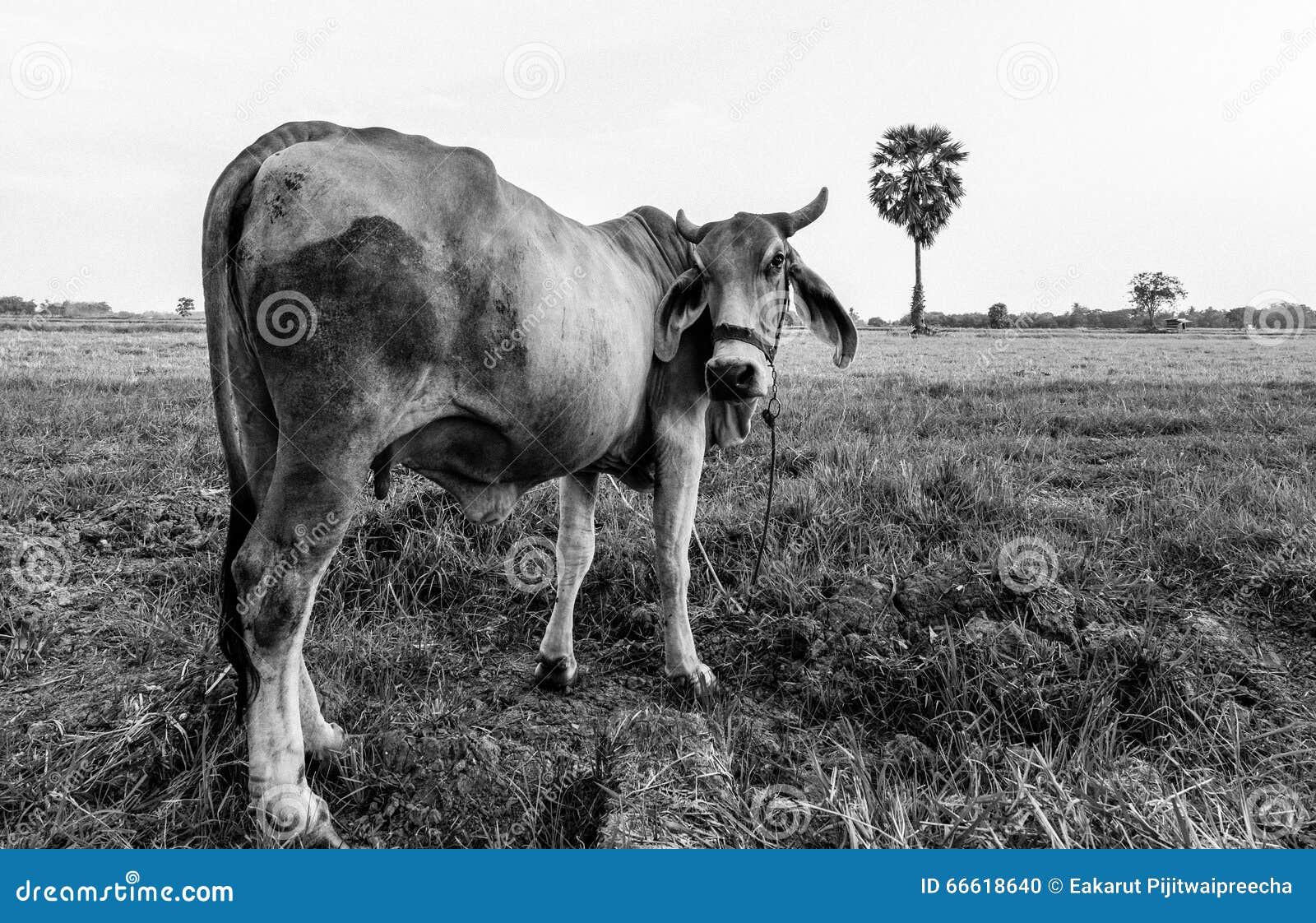 Angry cow stock photo. Image of field, angthong, life - 66618640