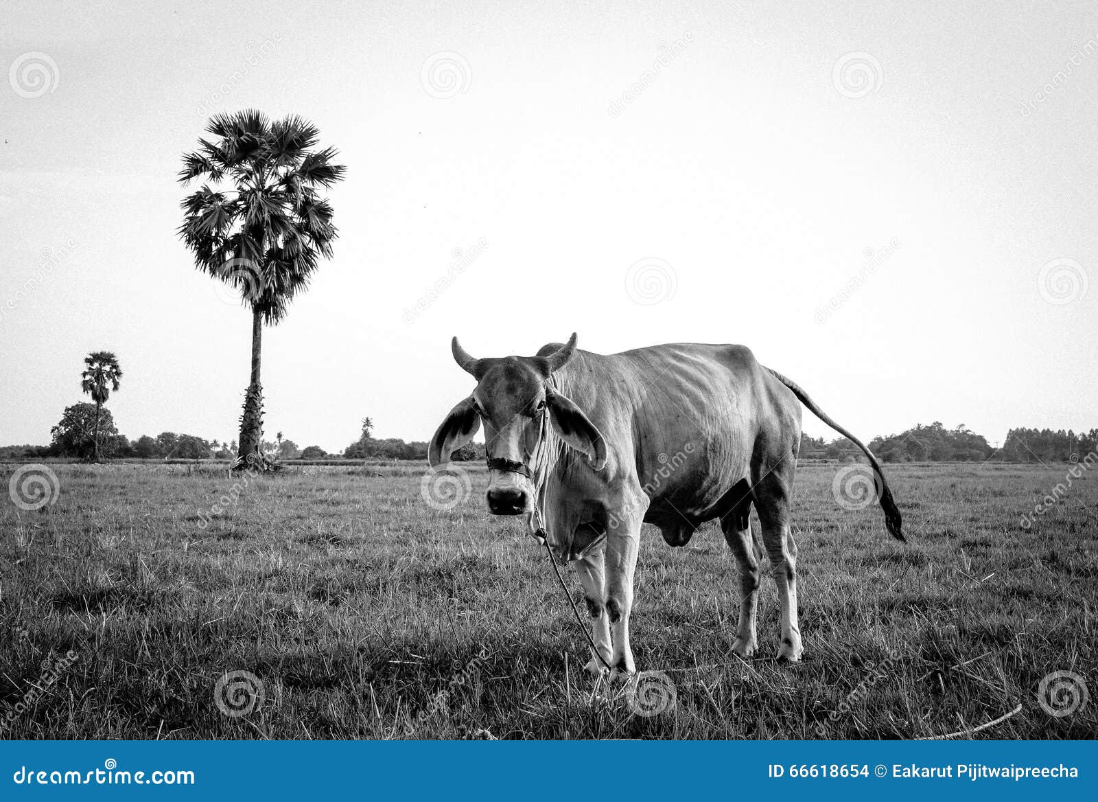 Angry cow stock photo. Image of muang, angthong, beautiful - 66618654