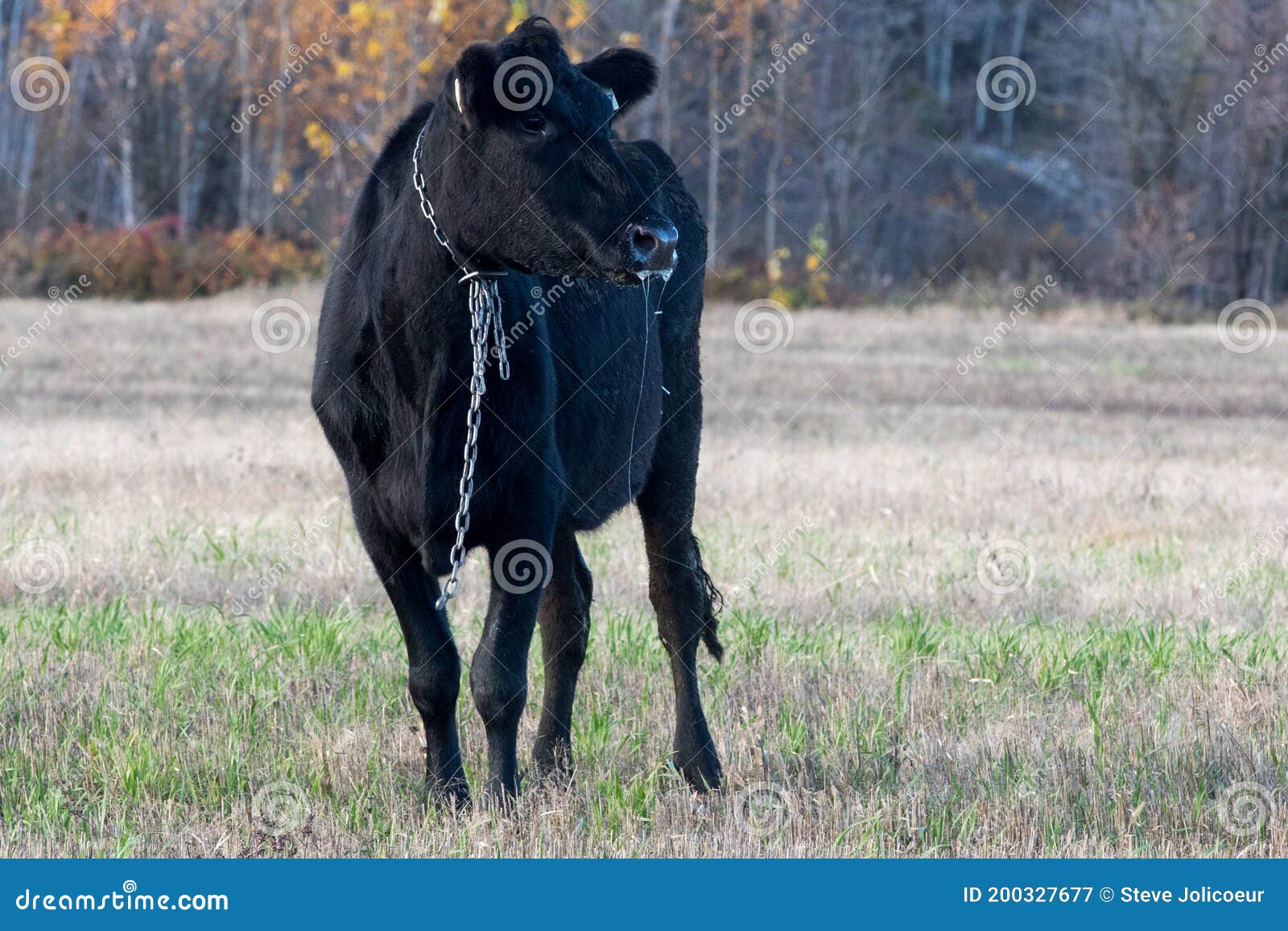 Angry cow into the field. stock image. Image of food - 200327677