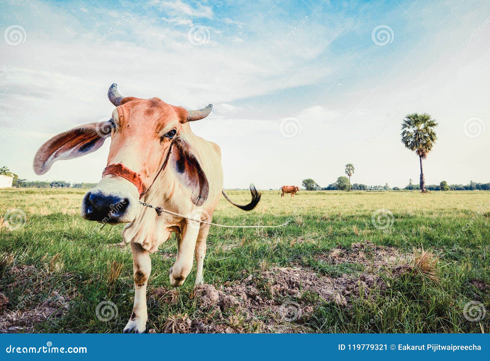 Angry cow in the field stock image. Image of field, longhorn - 119779321