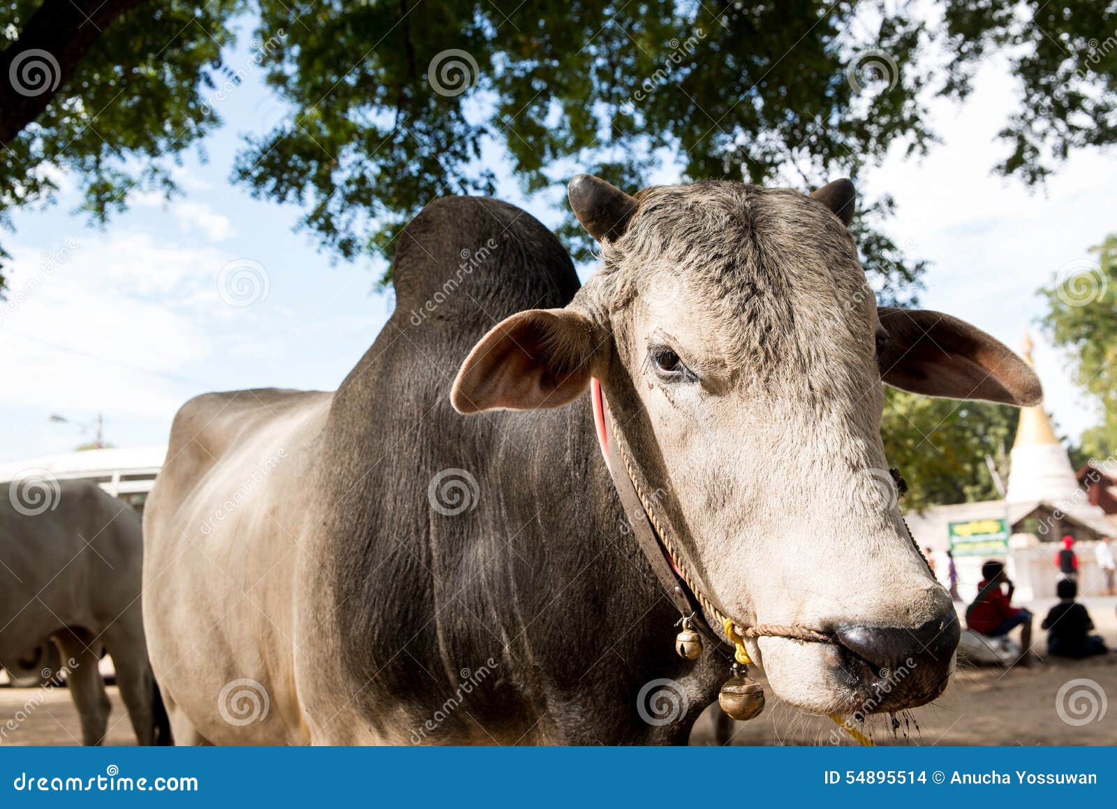 Angry cow stock photo. Image of fearful, angry, farm - 54895514