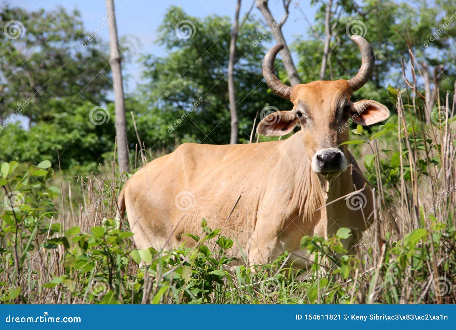 Angry Cow Looks People while they Walk Stock Image - Image of forest ...