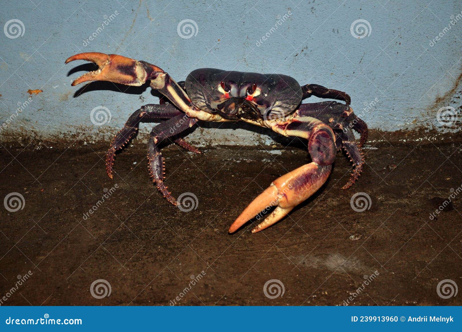 Angry crab stock photo. Image of insect, invertebrate - 239913960