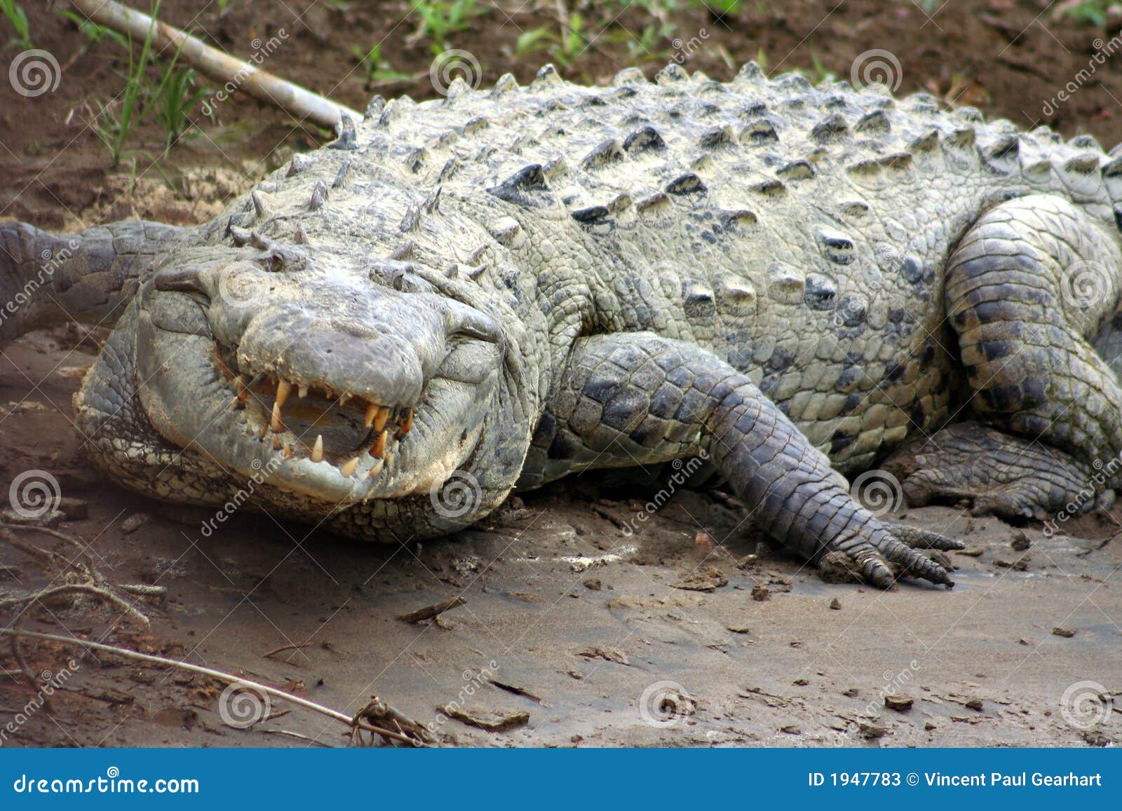 Angry Crocodile stock image. Image of angry, forest, costa - 1947783