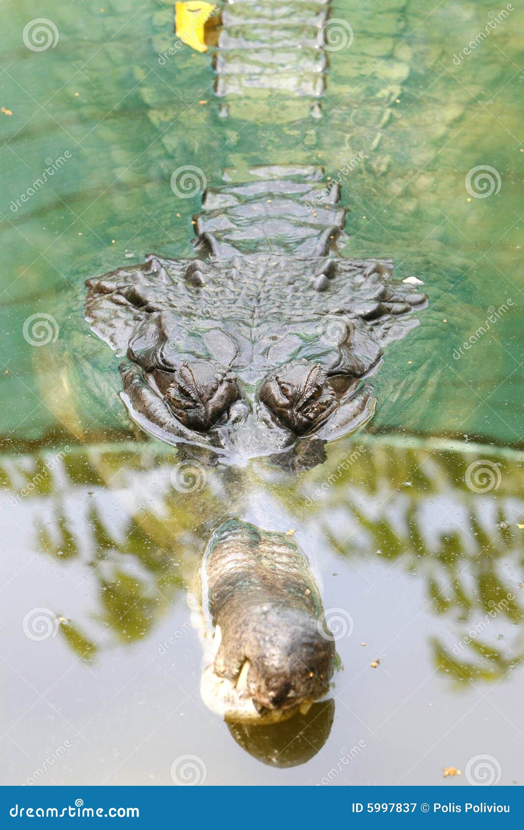 Angry Crocodile Picture. Image: 5997837