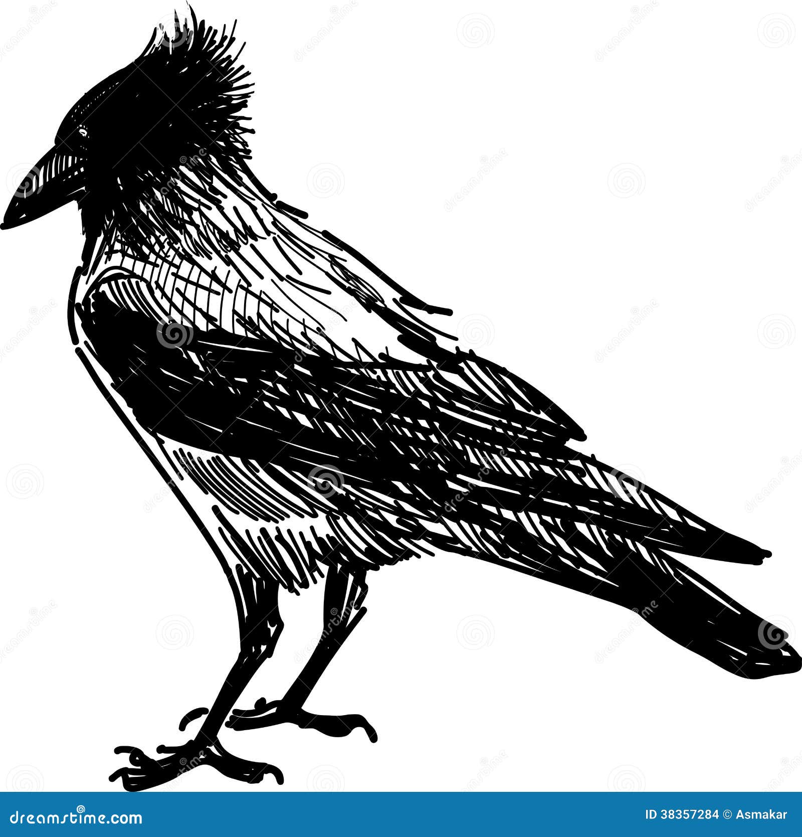 Angry crow stock vector. Illustration of doodle, beak - 38357284